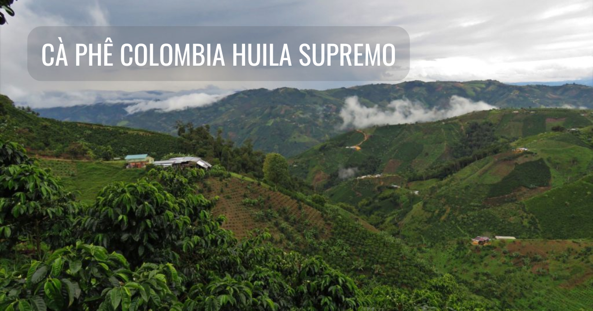 Cà Phê Colombia Huila Supremo: Hương Vị Từ Núi Đồi | Sieuthicafe.vn